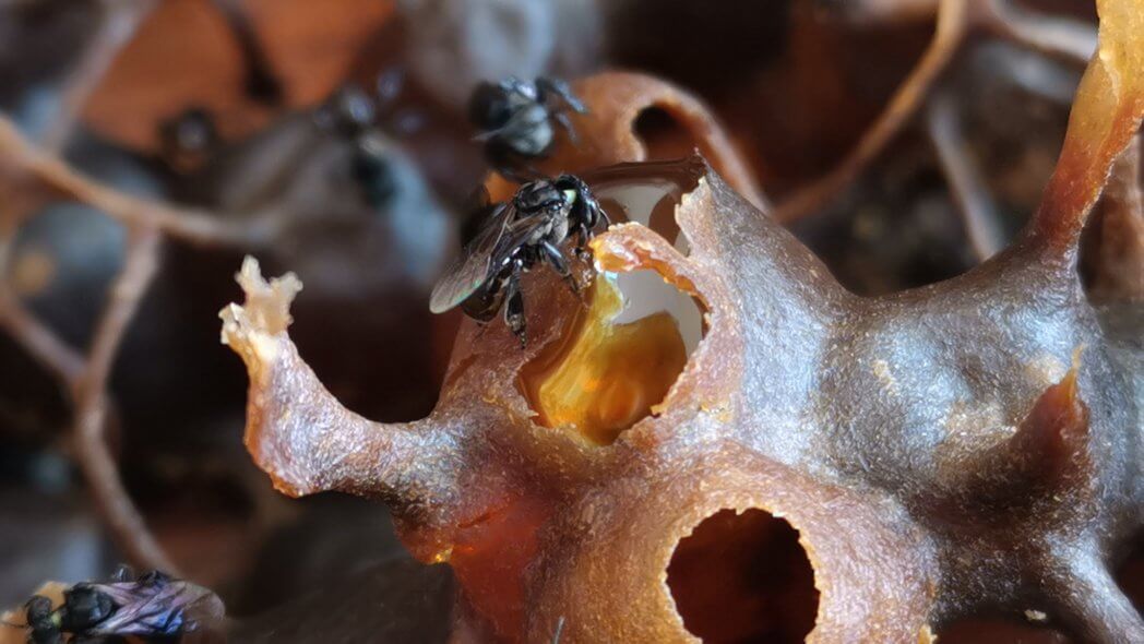 Local Bees - Dinokelulut